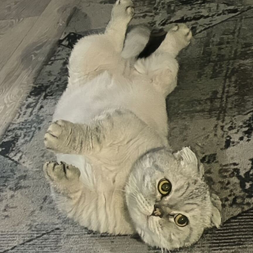 Шотландская вислоухая короткошёрстная, взрослая кошка