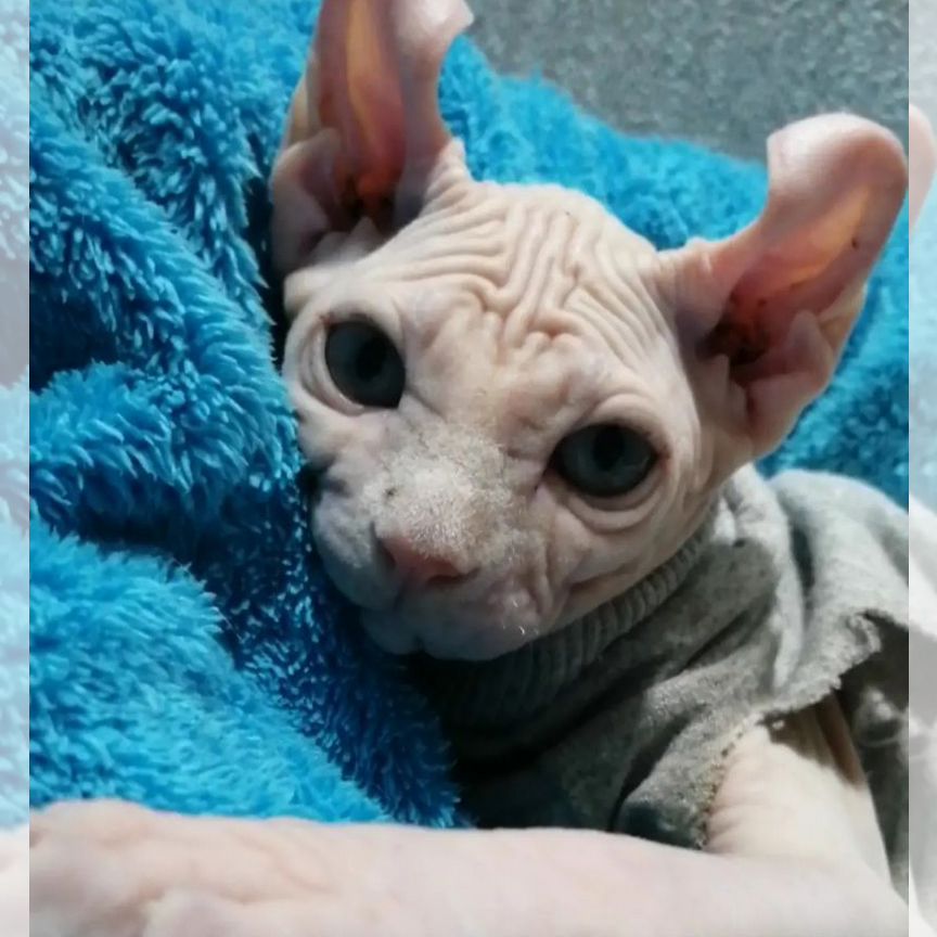 Канадский сфинкс котёнок