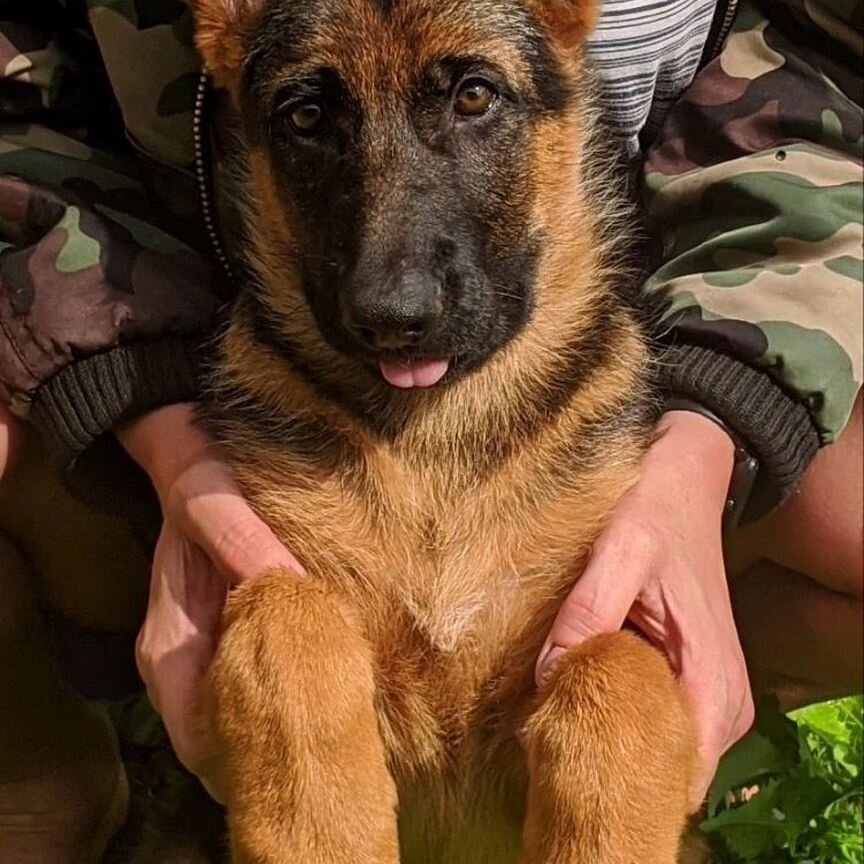 Щенки немецкой овчарки