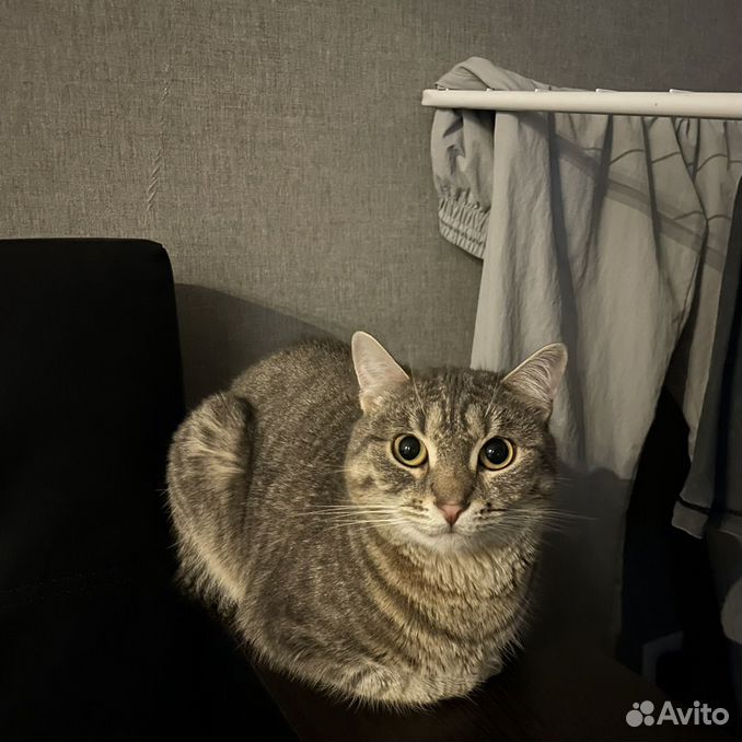 Отдам ласковую и красивую кошку)