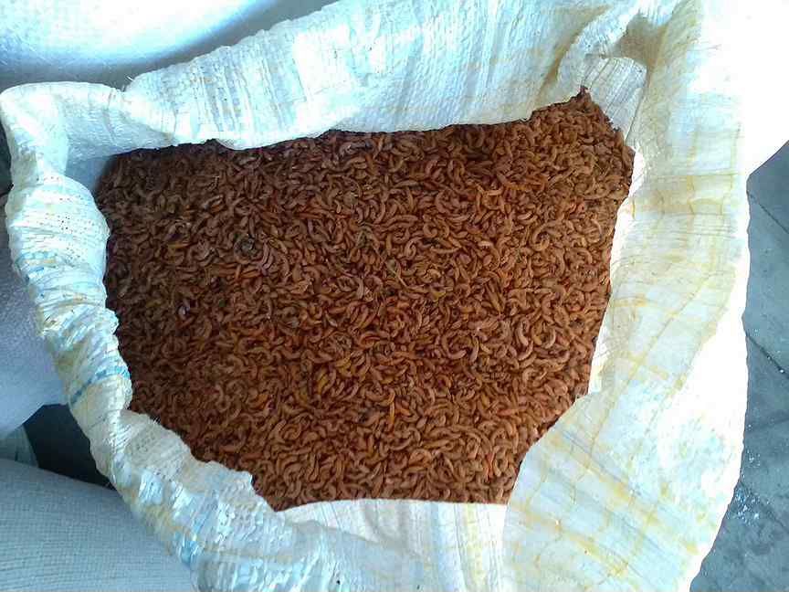 Гаммарус оптом