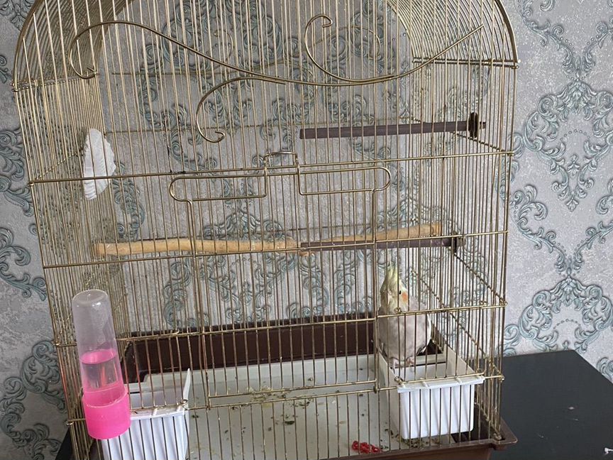 Попугай Корелла