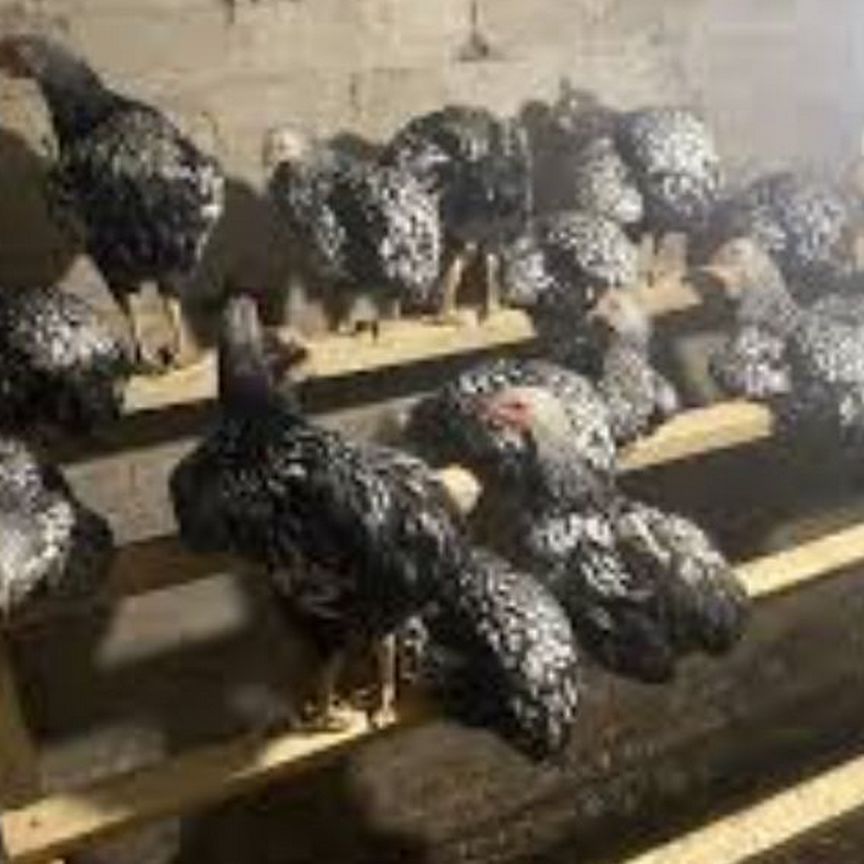 Цыплята "виандот"