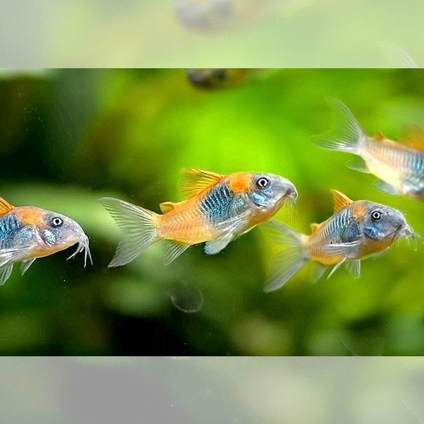 Сомики коридорасы венесуэла оранж