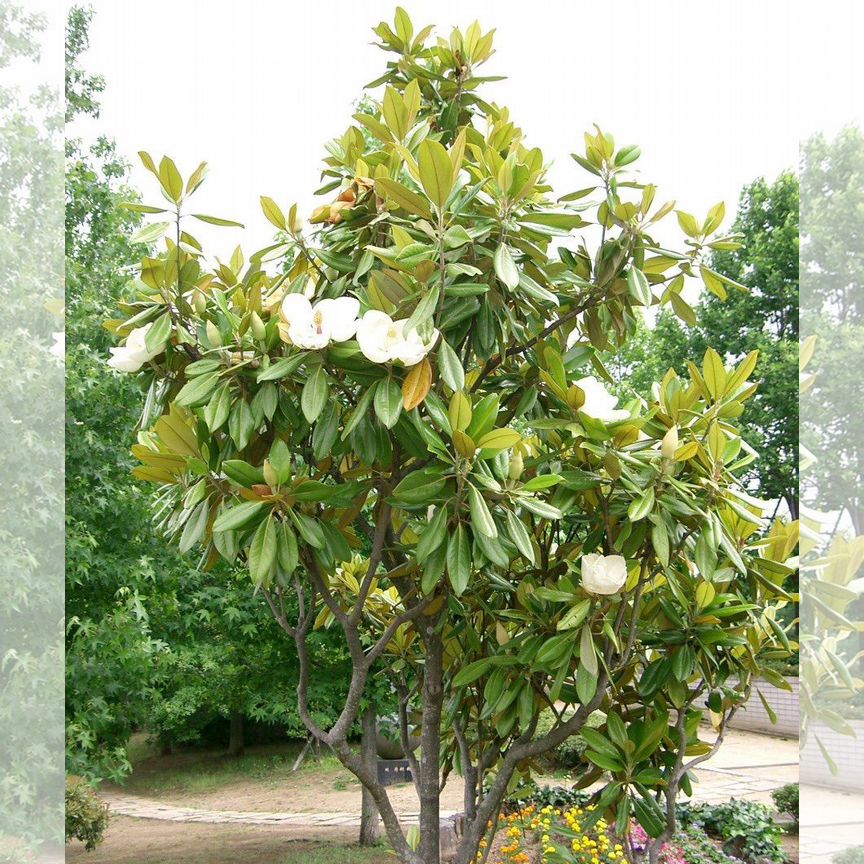 Листья магнолии для аквариума 10 штук