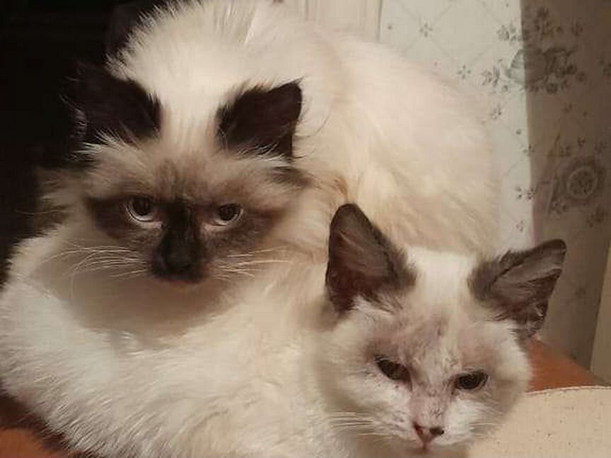 Сиамская кошечка, 6,5 месяцев, бесплатно