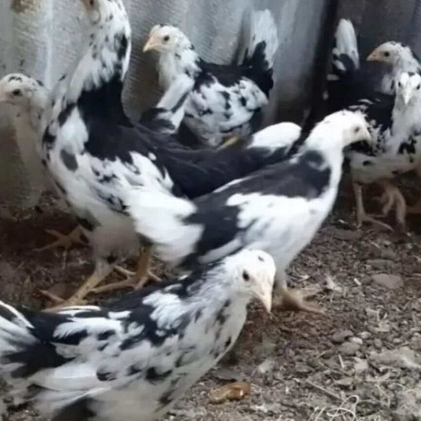 Леггорн далматинец