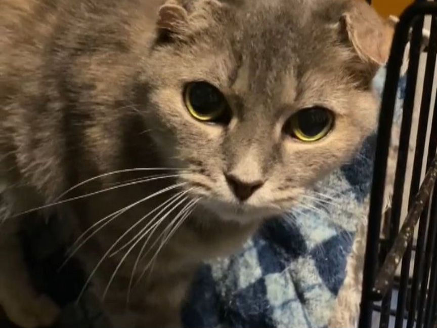 Кошечка в добрые руки