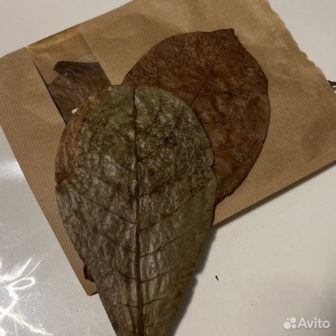 Листья миндаля