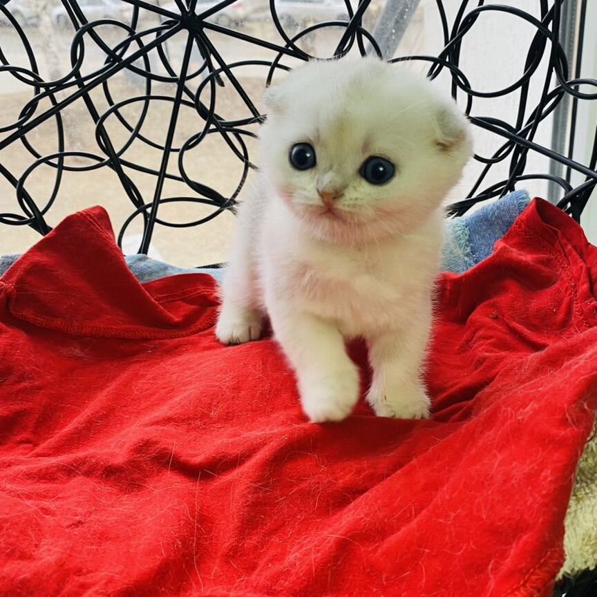 Шотландские вислоухие котята золотая шиншилла