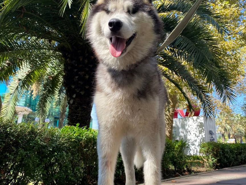 Слепая хаски Бекки в добрые руки