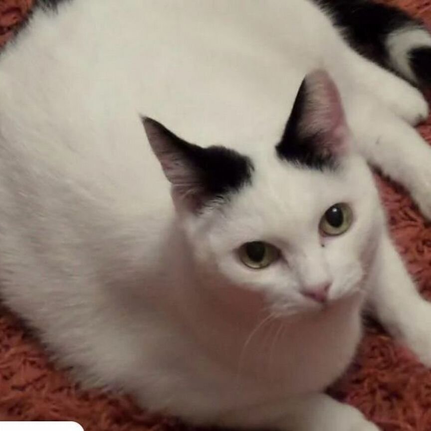 Отдам кота в добрые руки