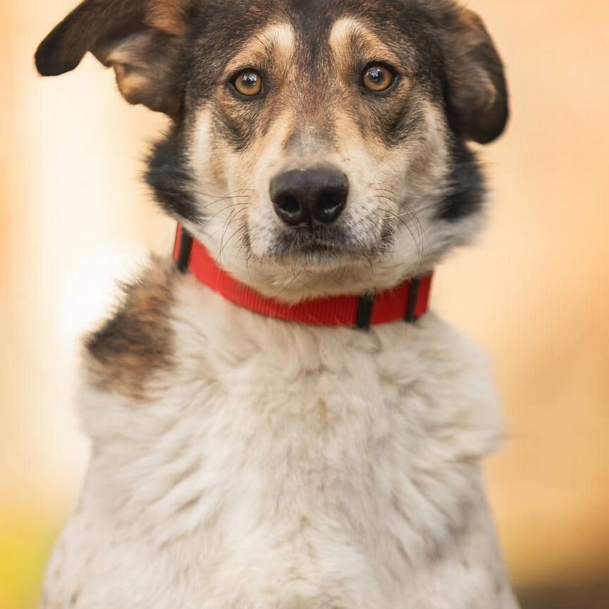 Отличный пёс в добрые руки