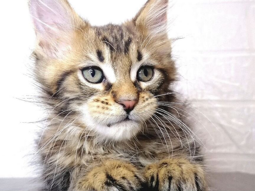 Котята мейн-кун