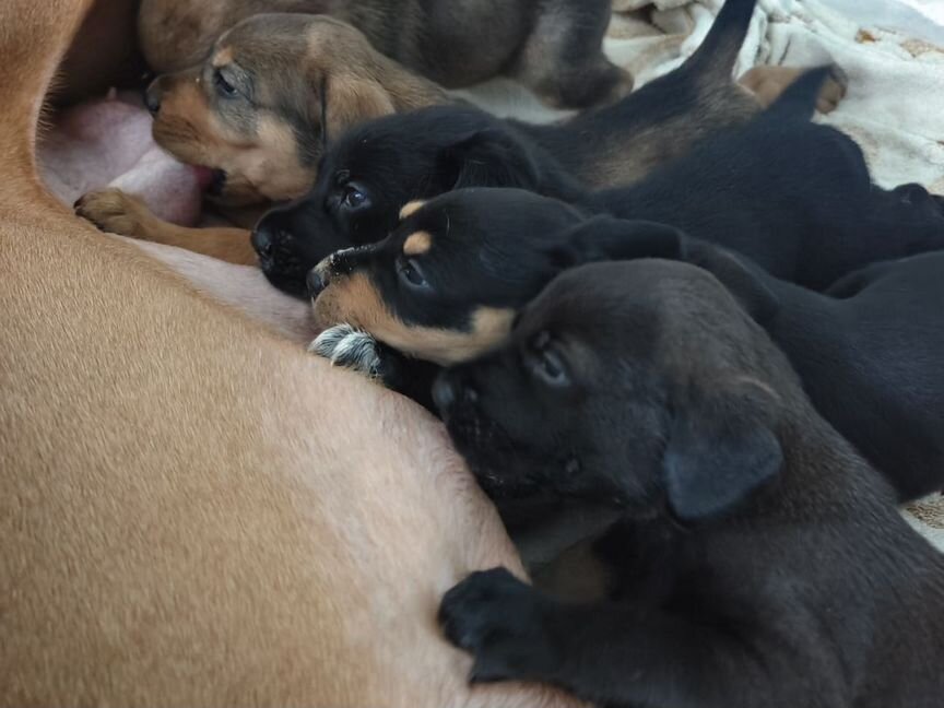 Щенки (метис выжлы)