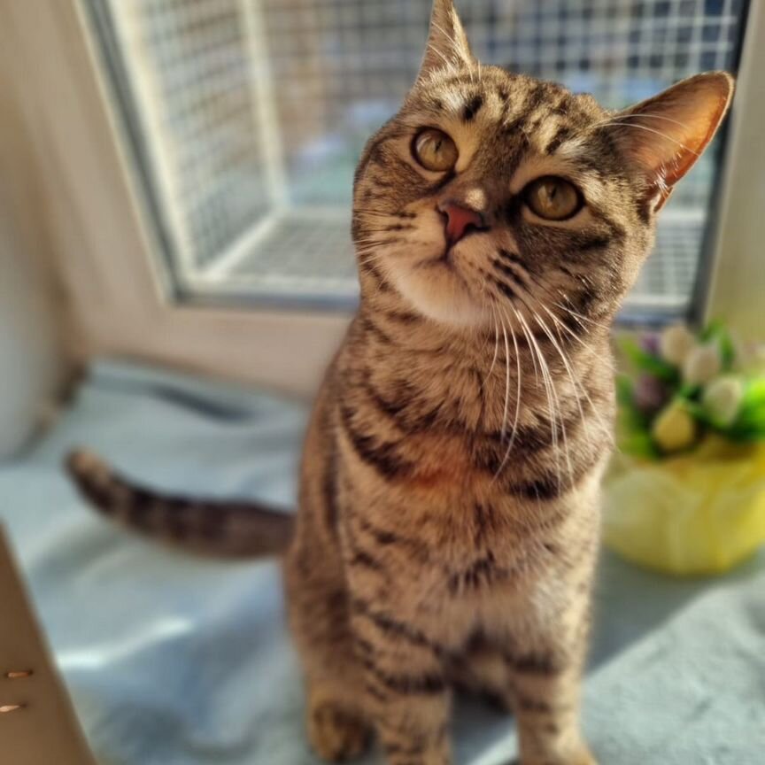 Милая кошечка котенок Ватрушка 5.5 мес