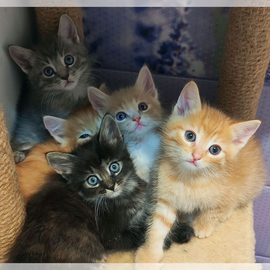 Котики