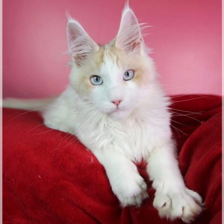 Мейн-кун котёнок