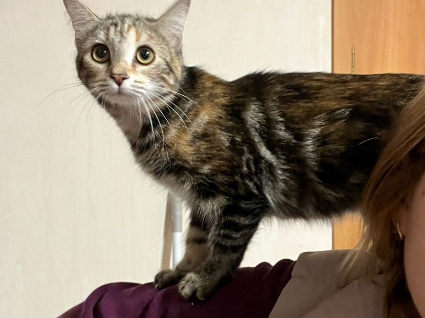 Ласковый котенок 4,5 мес