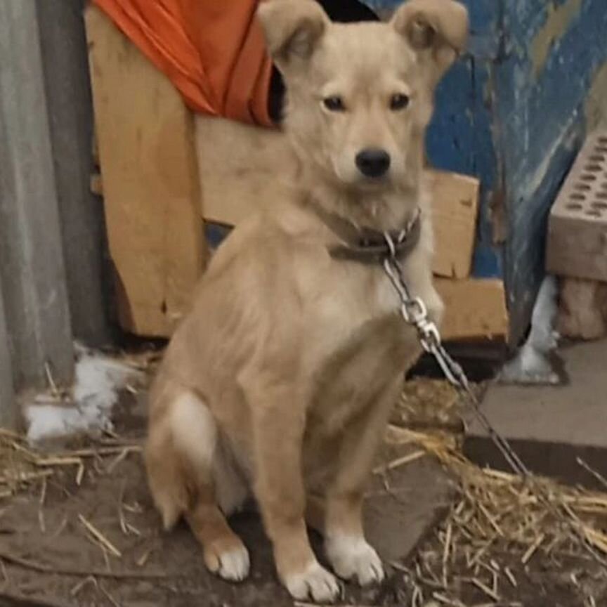 Щенок в добрые руки