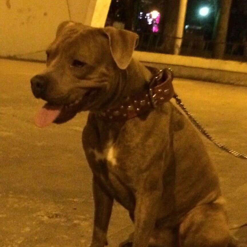 Шикарный кобель,голубо-тигровый