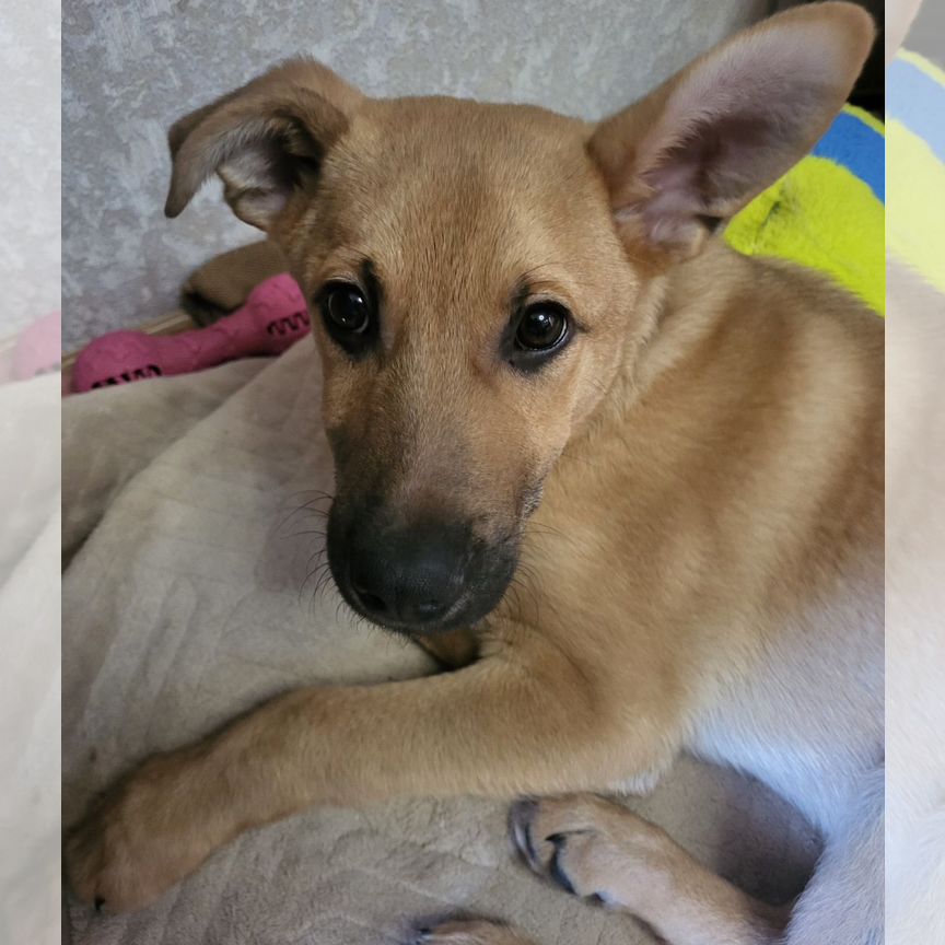 Щенок в добрые руки