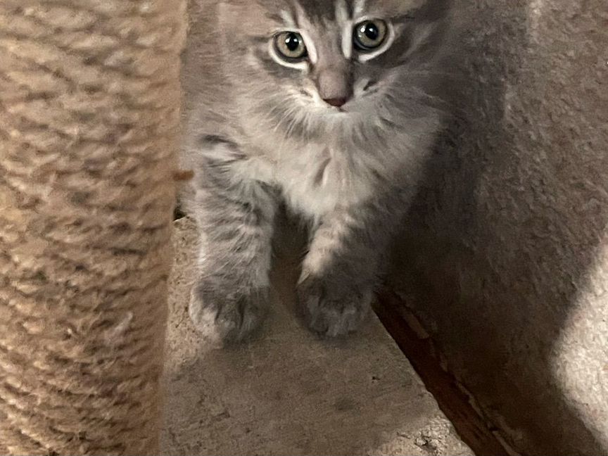 Кошечка метис