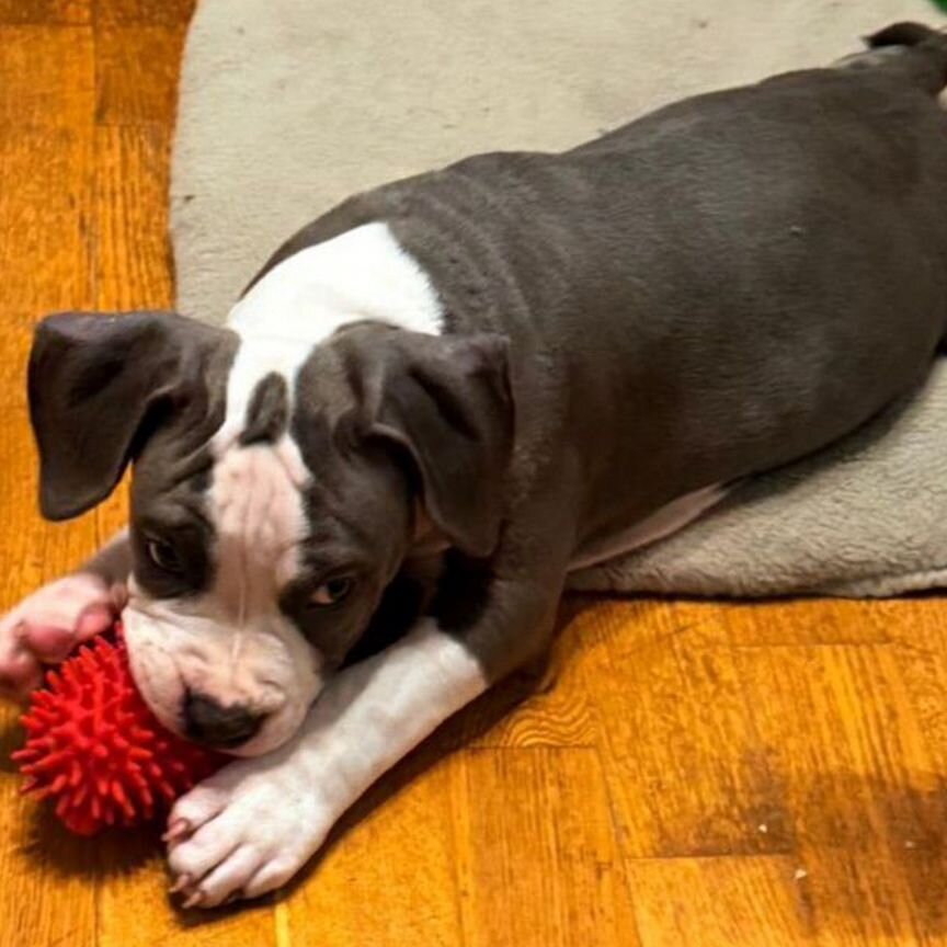 Американский стаффордширский терьер, щенок