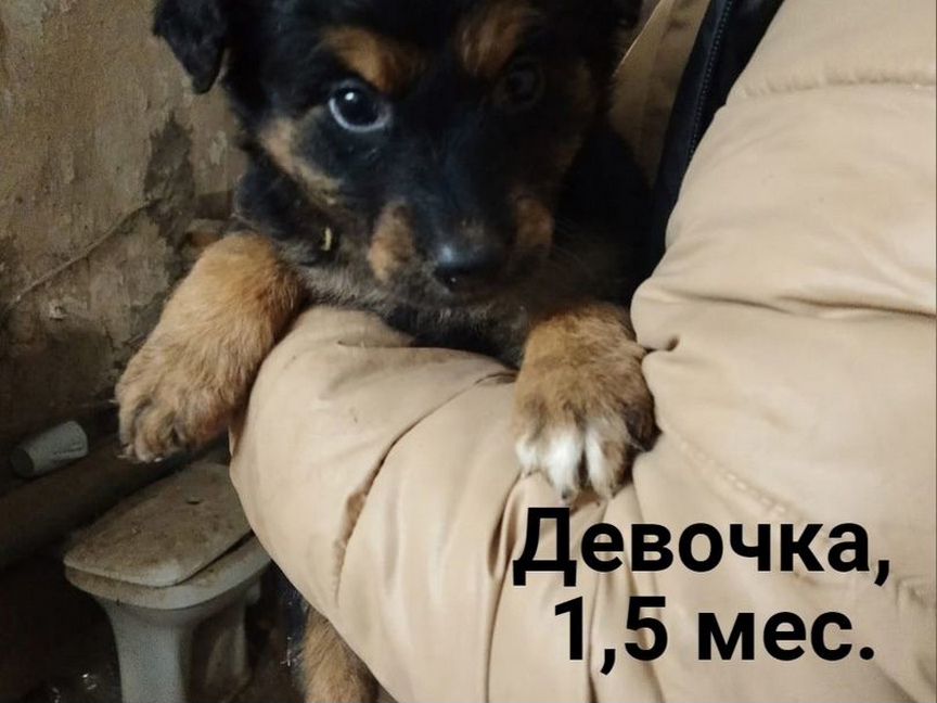 Щенок 1,5 мес. бесплатно