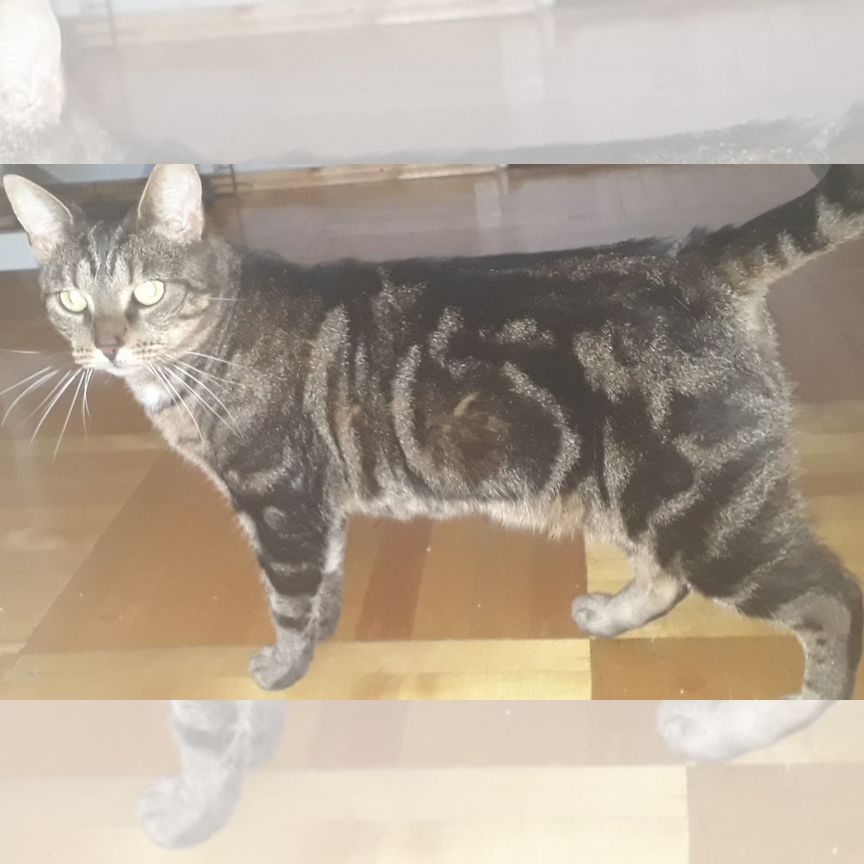 Кошка Тильда ищет дом