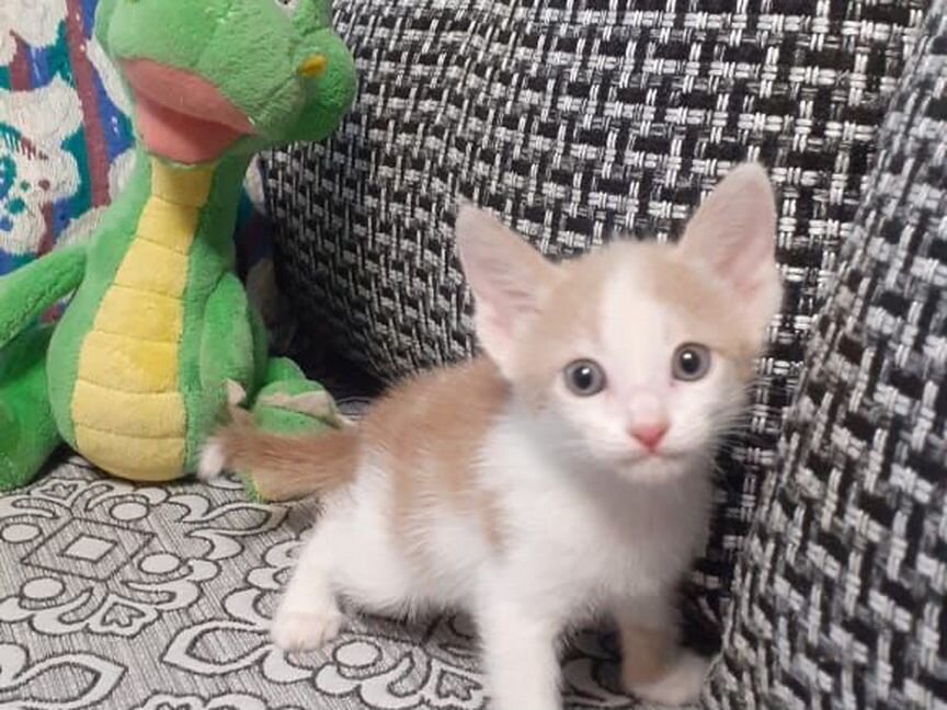 Котёнок Симба в добрые руки