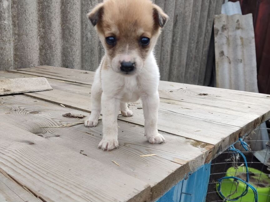 Щенки в добрые руки