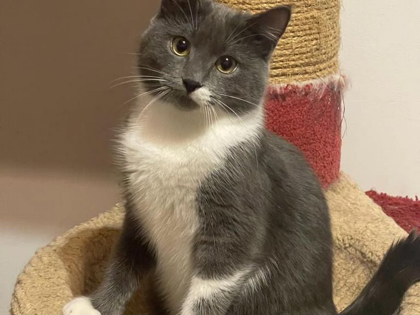 Котик в добрые руки