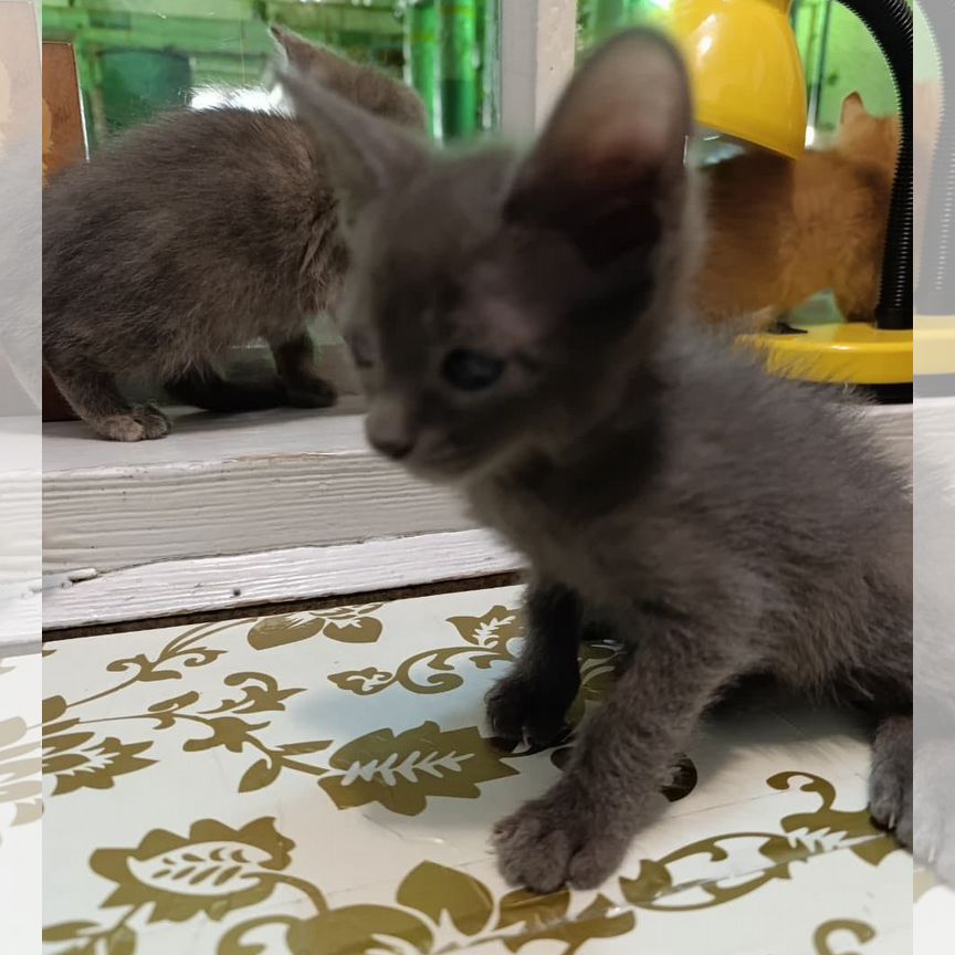 Котёнок в добрые руки