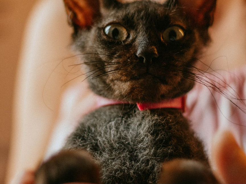 Кошечка Сфинкс ищет жениха