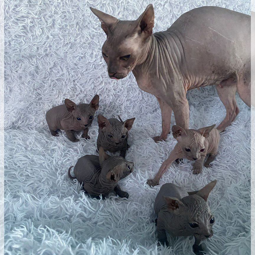 Домашние животные котята