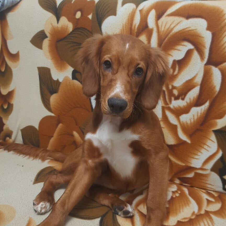 Ирландский сеттер, щенок