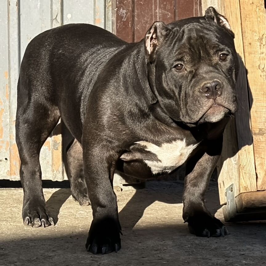 Американский булли, щенок