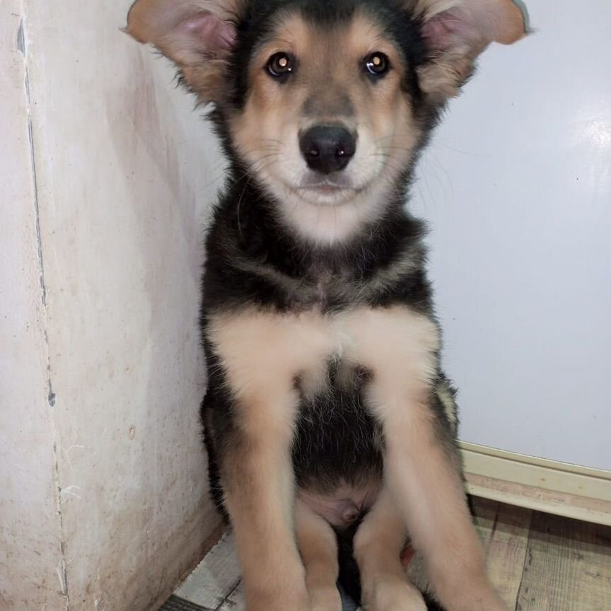 Щенок в добрые руки мальчик