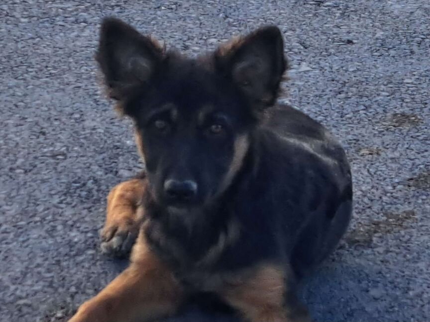 Щенок в добрые руки бесплатно