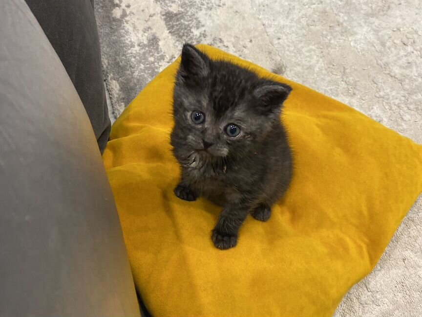 Котенок мальчик