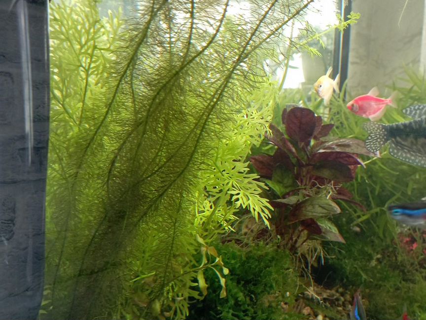 Аквариумные растения