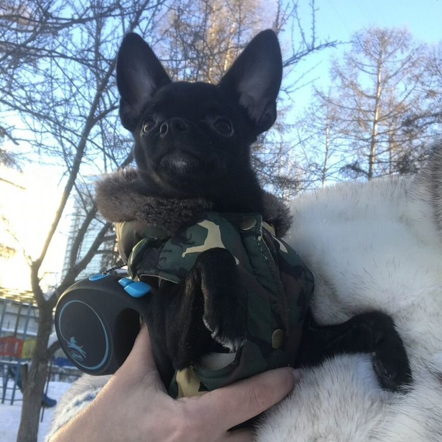 Жилетка для маленьких собак