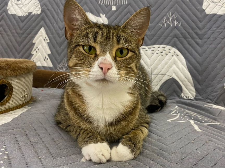 Молодая кошечка Альбина в добрые руки