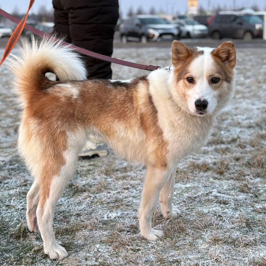 Взрослая собака в добрые руки