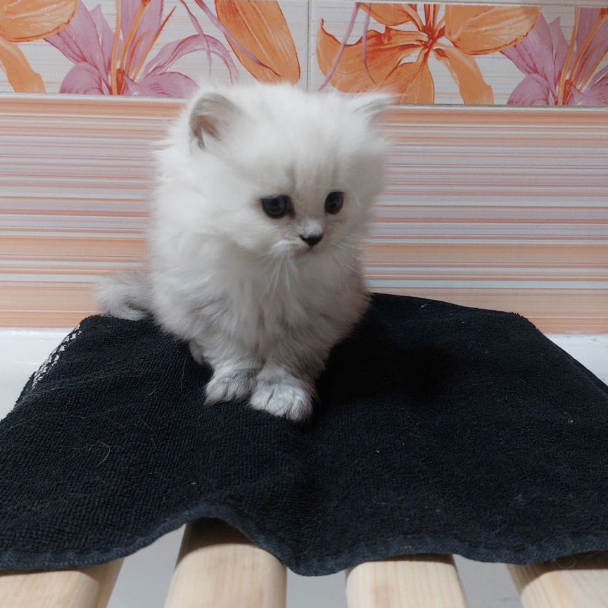 Котенок персидская серебристая шиншилла