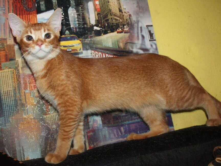 Абиссинские метисы