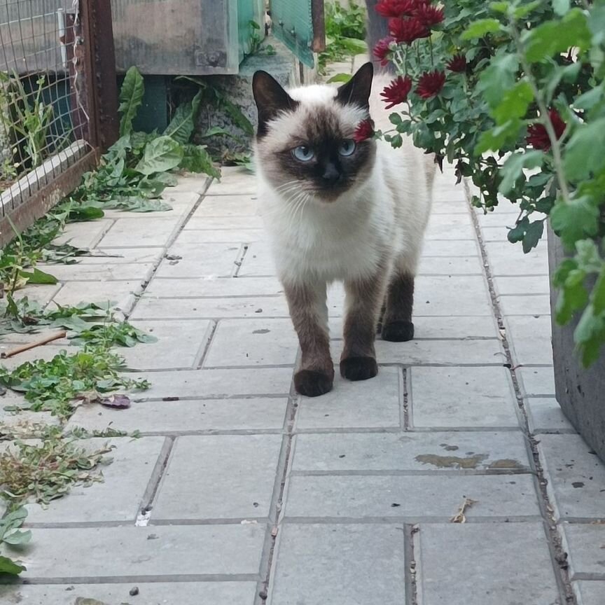 Алиса