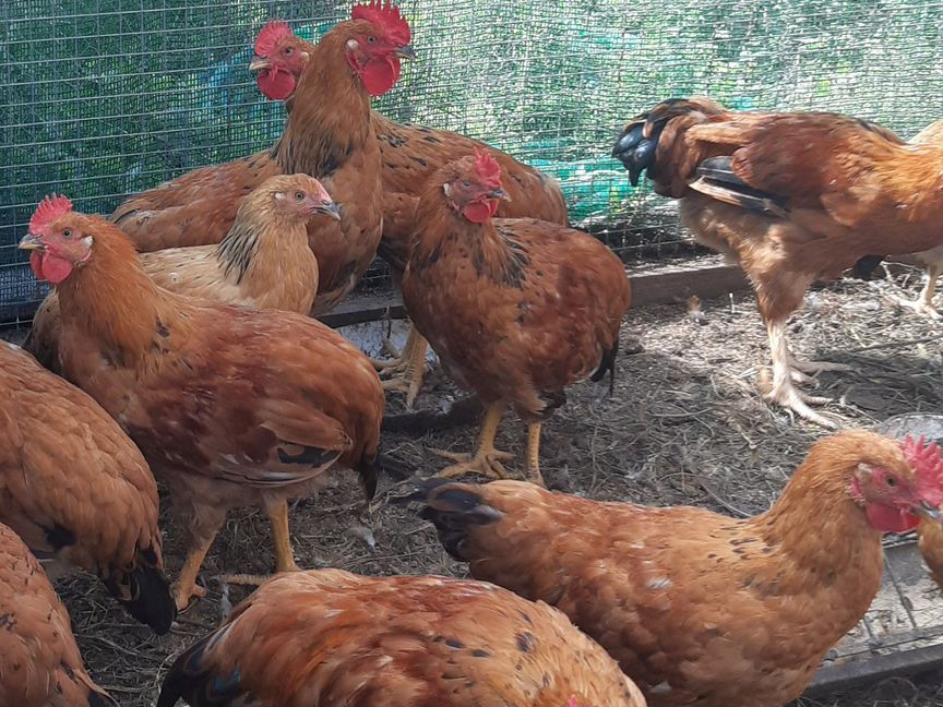 Молодые петухи