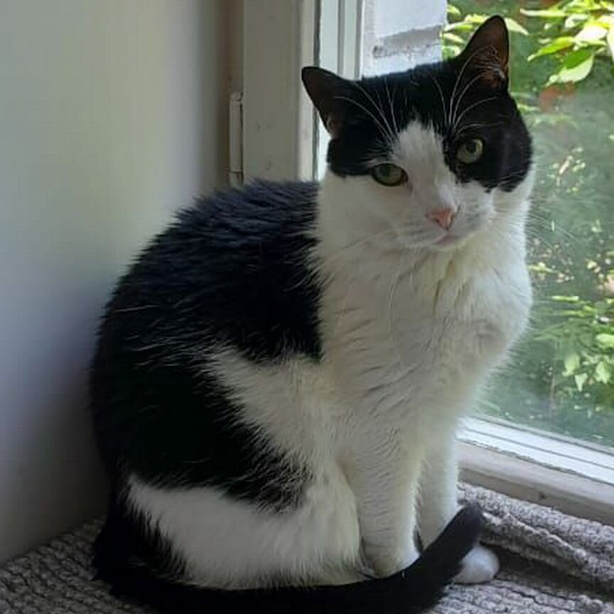Котик Маркиз